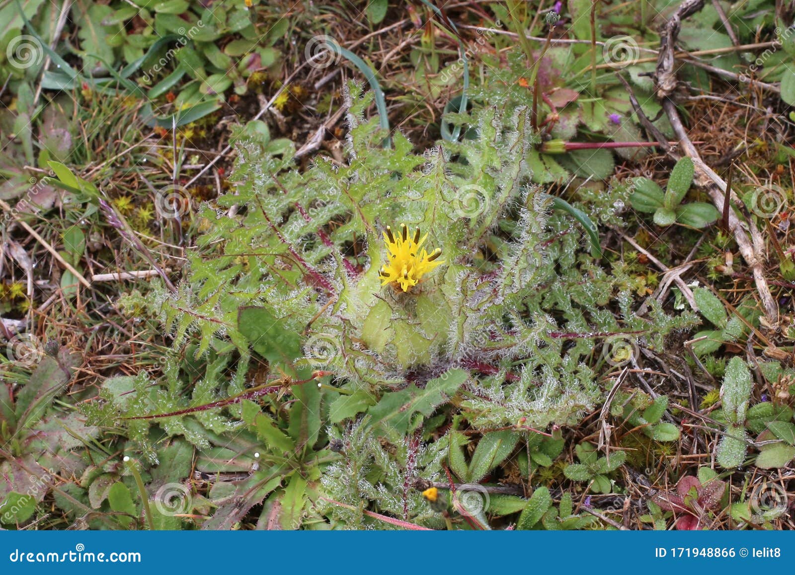 Centaurea Benedicta, Blessed Thistle - Wild Plant Stock Photo - Image ...