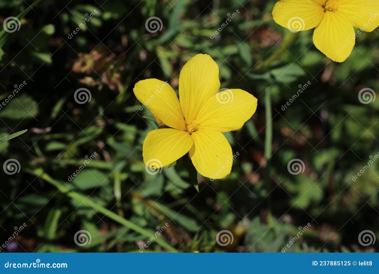 Linum Capitatum - Wild Plant Shot in the Spring Stock Image - Image of ...