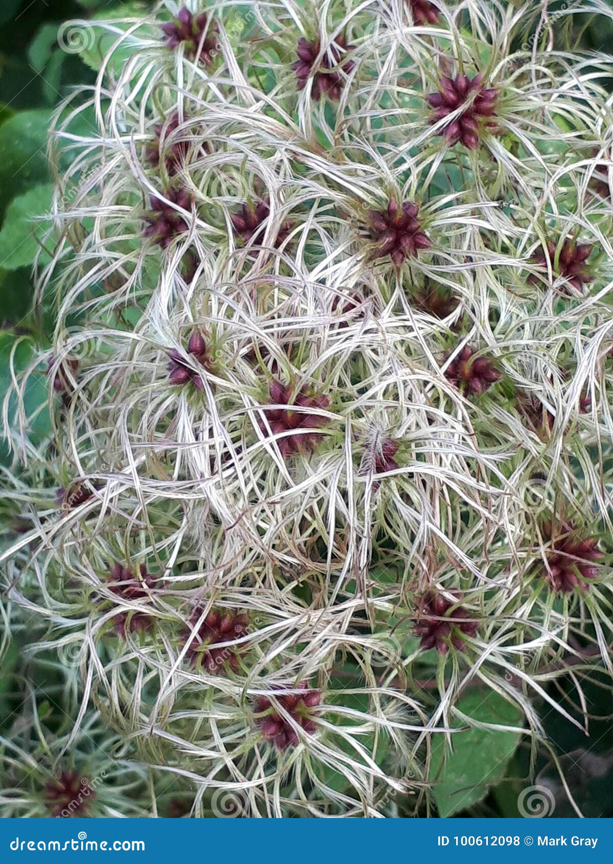 Old Mans Beard stock photo. Image of beard, seeds, plant - 100612098