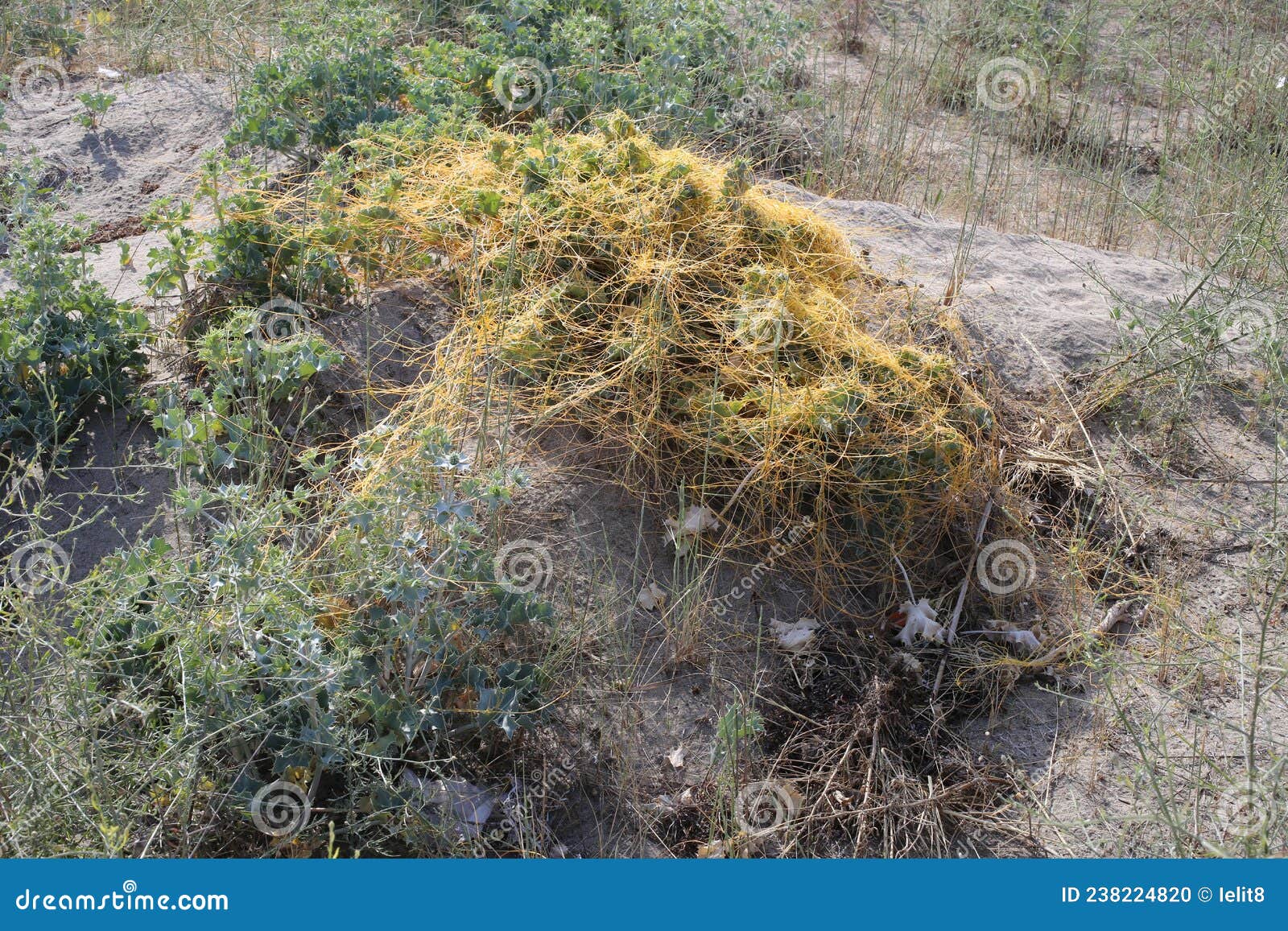 Cuscuta Campestris - Wild Plant Shot in the Spring Stock Photo - Image ...