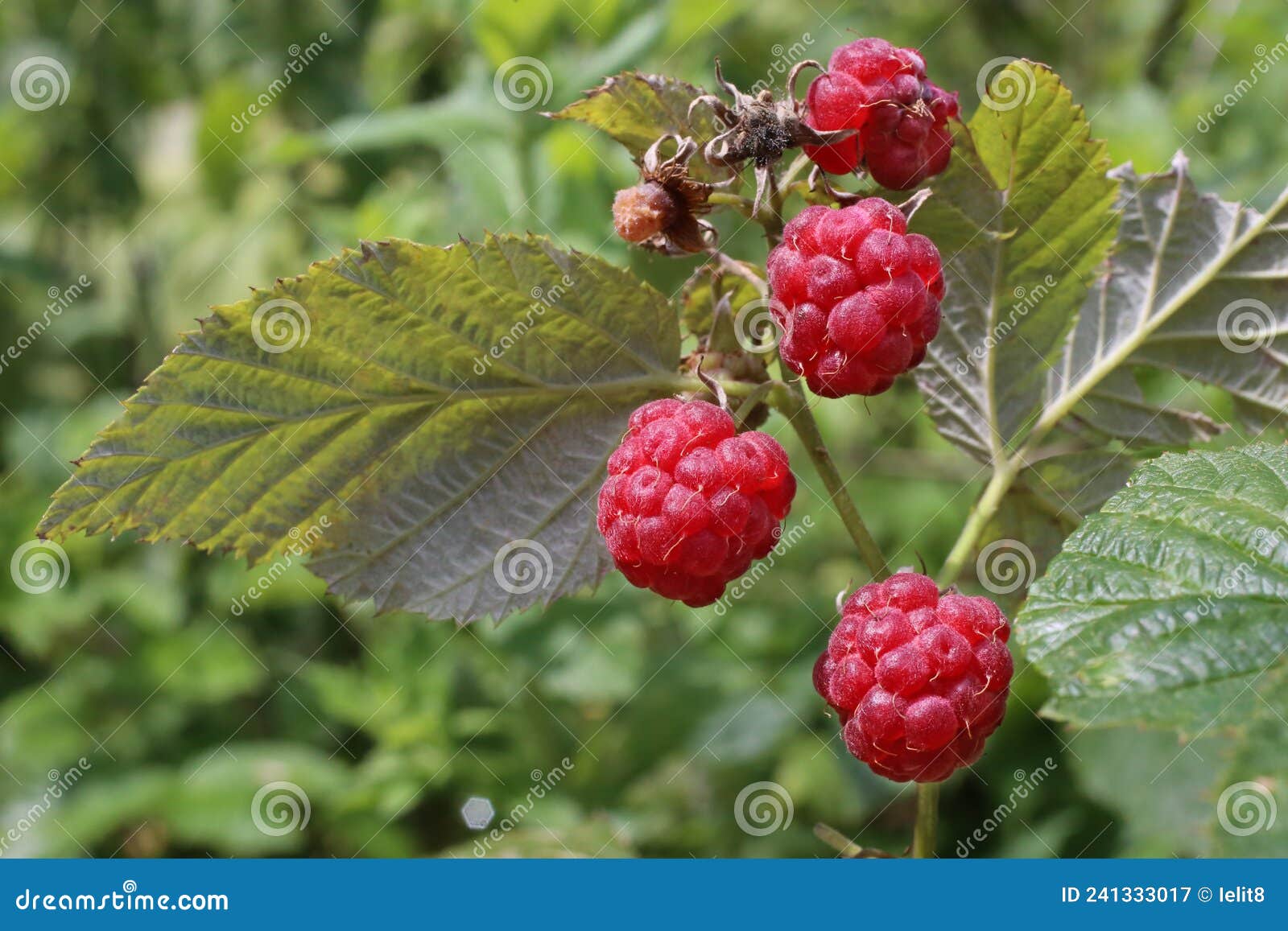 Rubus Idaeus - Wild Plant Shot in the Summer. Stock Image - Image of ...