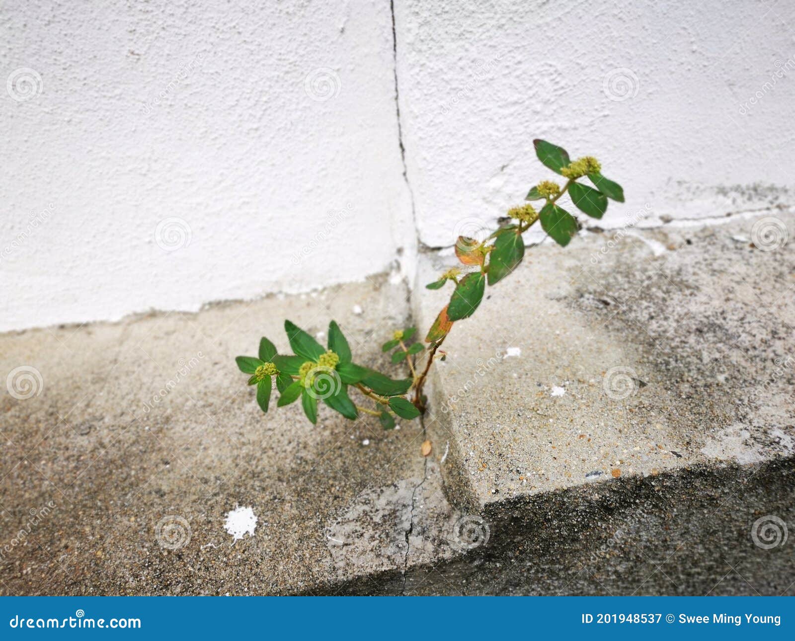Wild Plant Sprouting Out of Concrete Wall. Stock Image - Image of ...