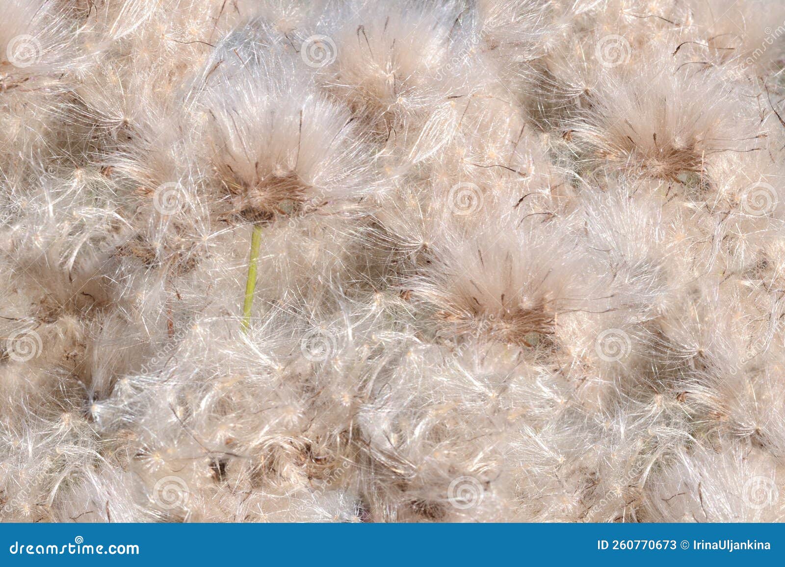 Thistle Fluff and Seeds. Open Seed Pods. Thin and Delicate Thistle ...