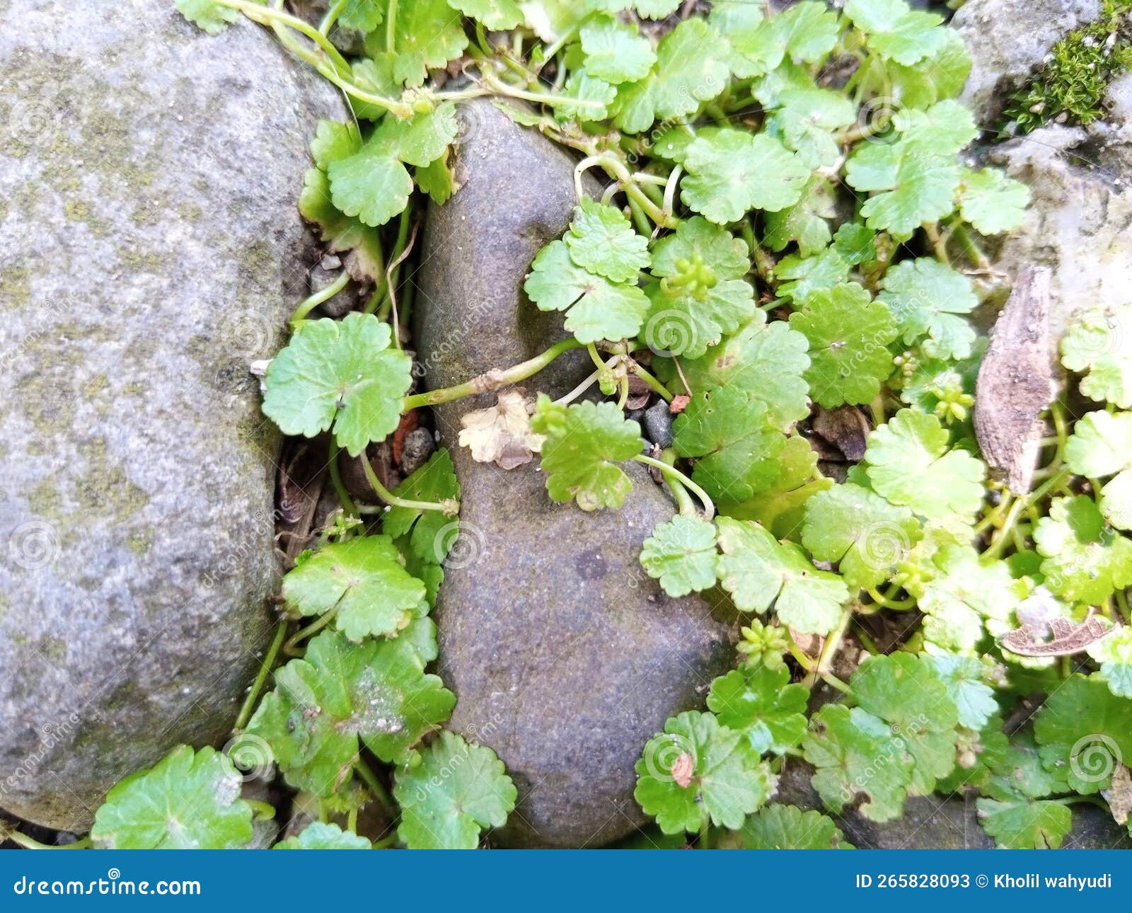 Wild Plant Vines on a Rock in the Garden. Stock Image - Image of ...