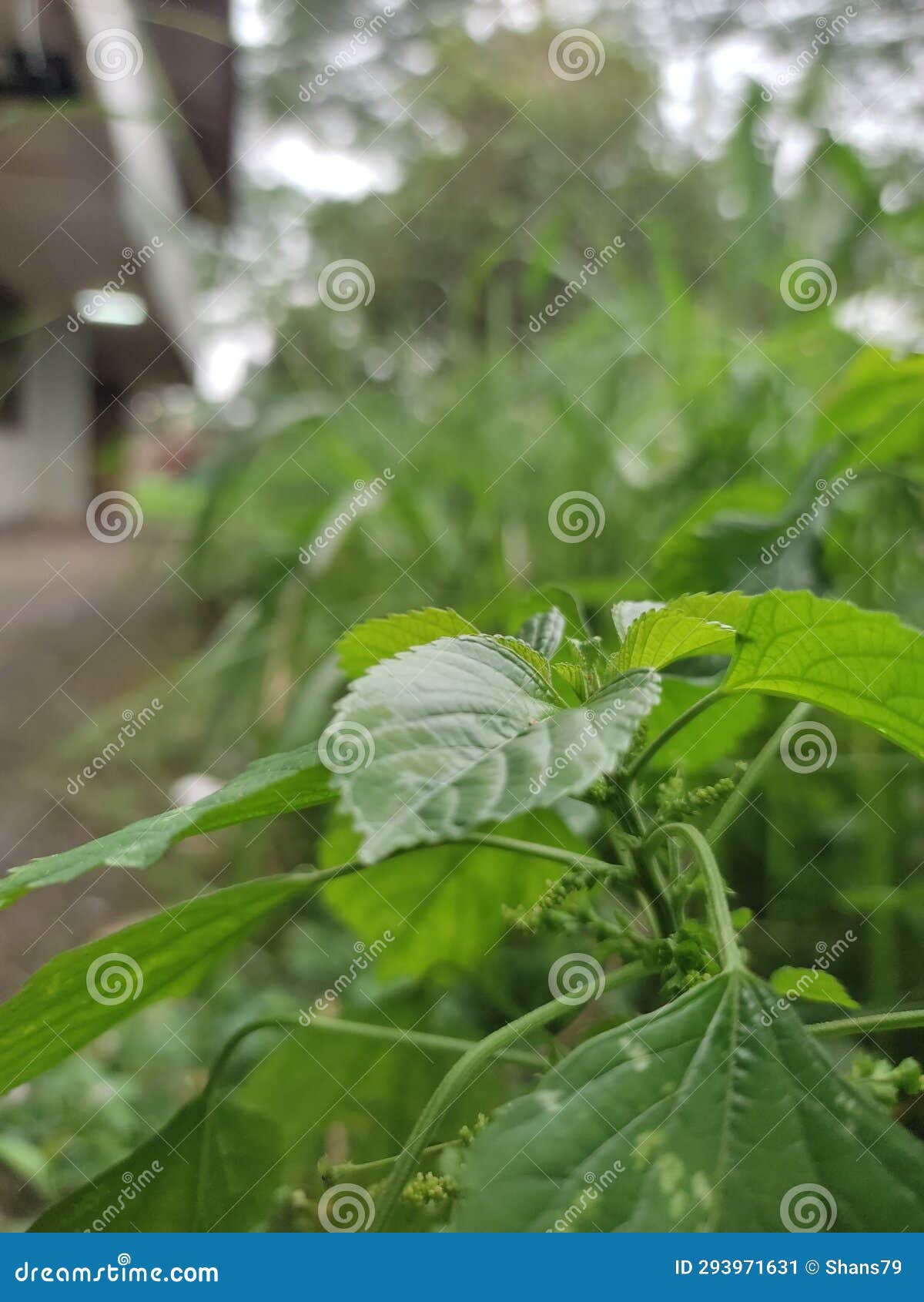 A Wild Plant when Zoomed in Stock Image - Image of plant, background ...
