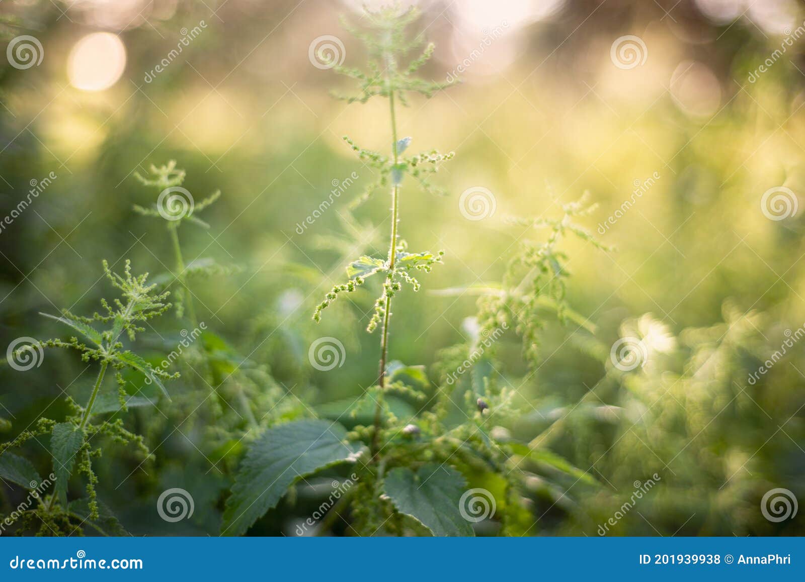 Wild Plants Affected by the Sun`s Rays Stock Photo - Image of ...