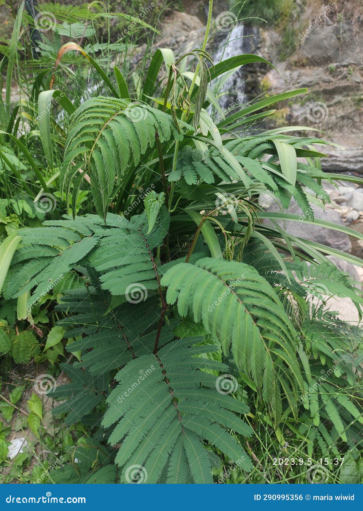 Wild Plants Around the River Stock Photo - Image of tree, fern: 290995356