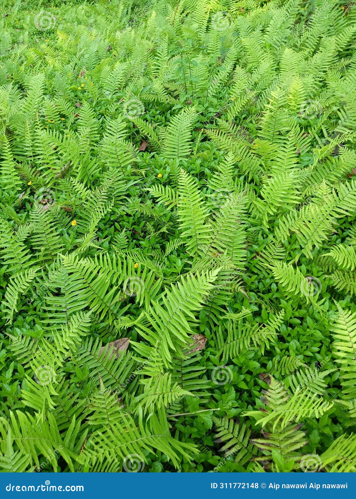Wild Plants with a Beautiful Green Color Stock Photo - Image of plants ...