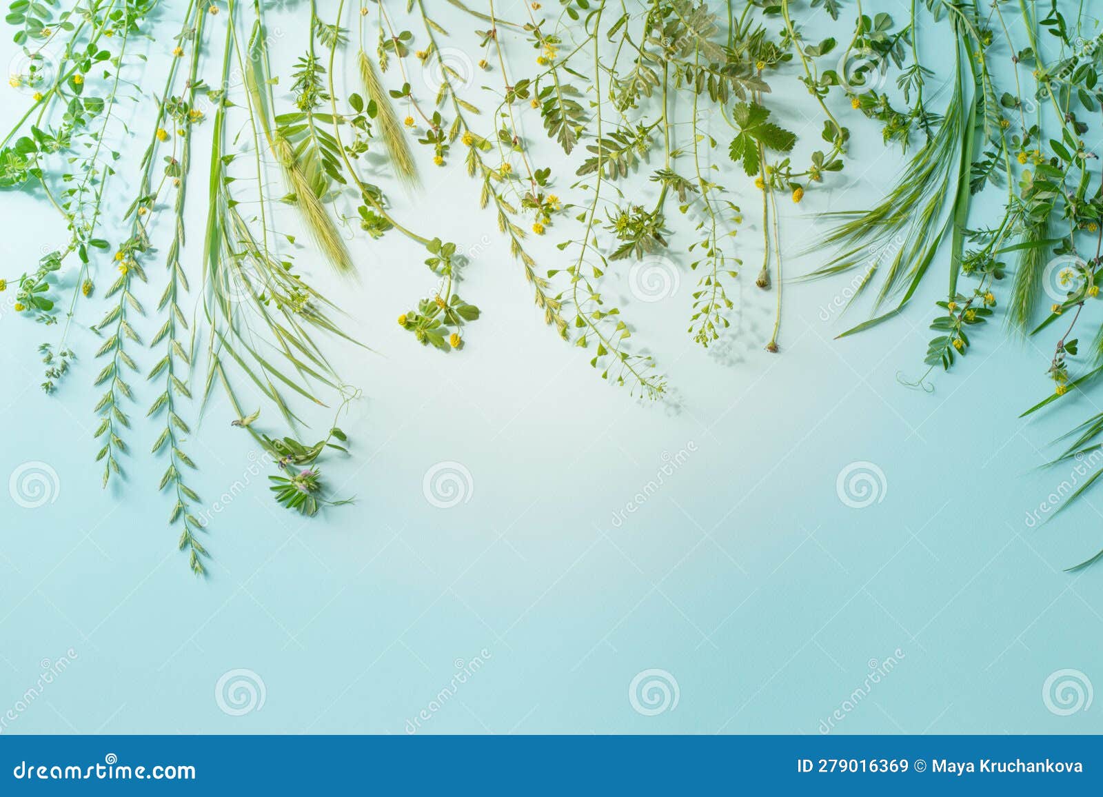 Wild Plants on Blue Paper Background Stock Image - Image of card ...