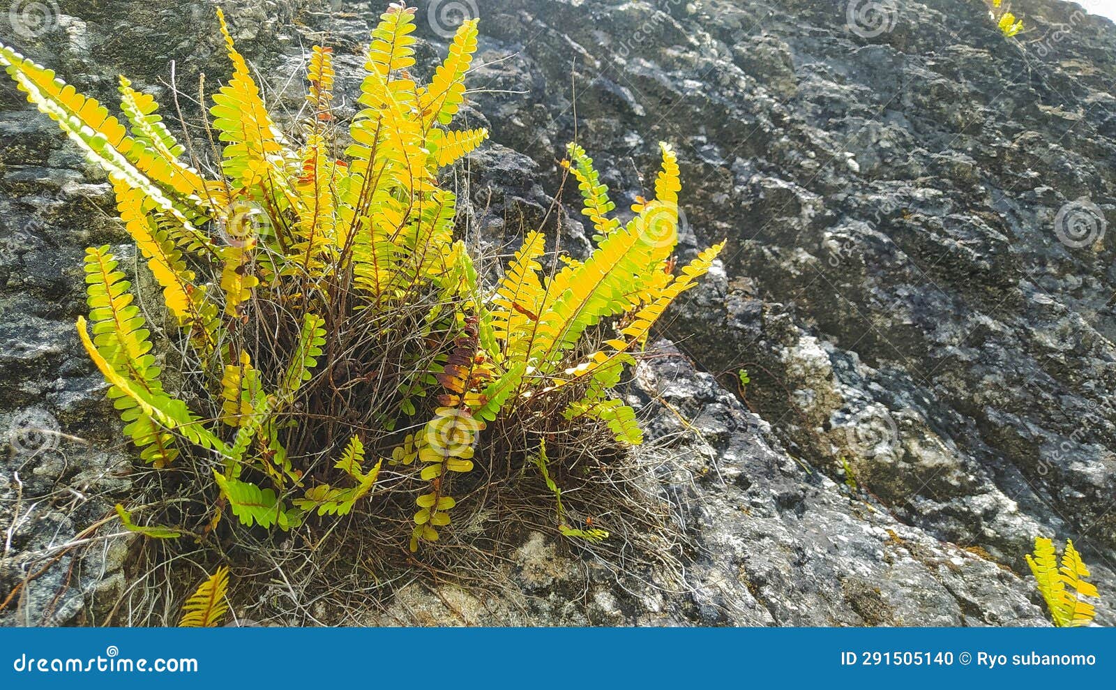 Wild Plants that Can Live on Rocks Editorial Image - Image of wild ...