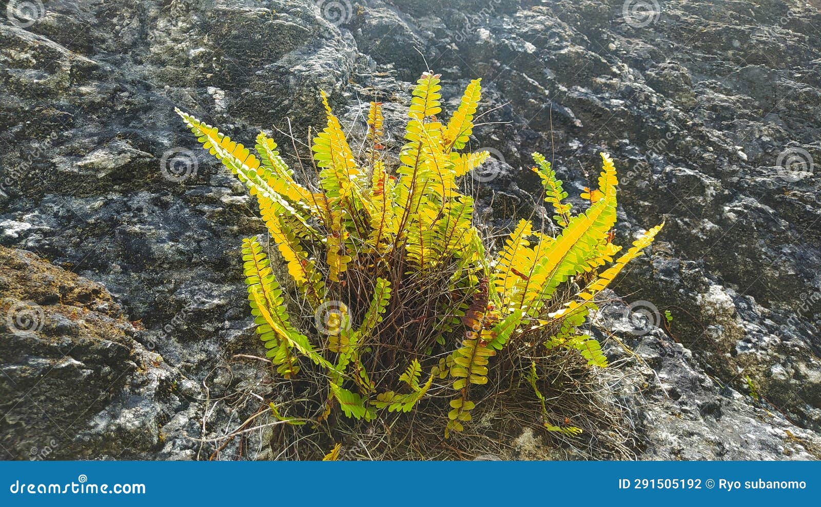 Wild Plants that Can Live on Rocks Stock Photo - Image of plants, live ...