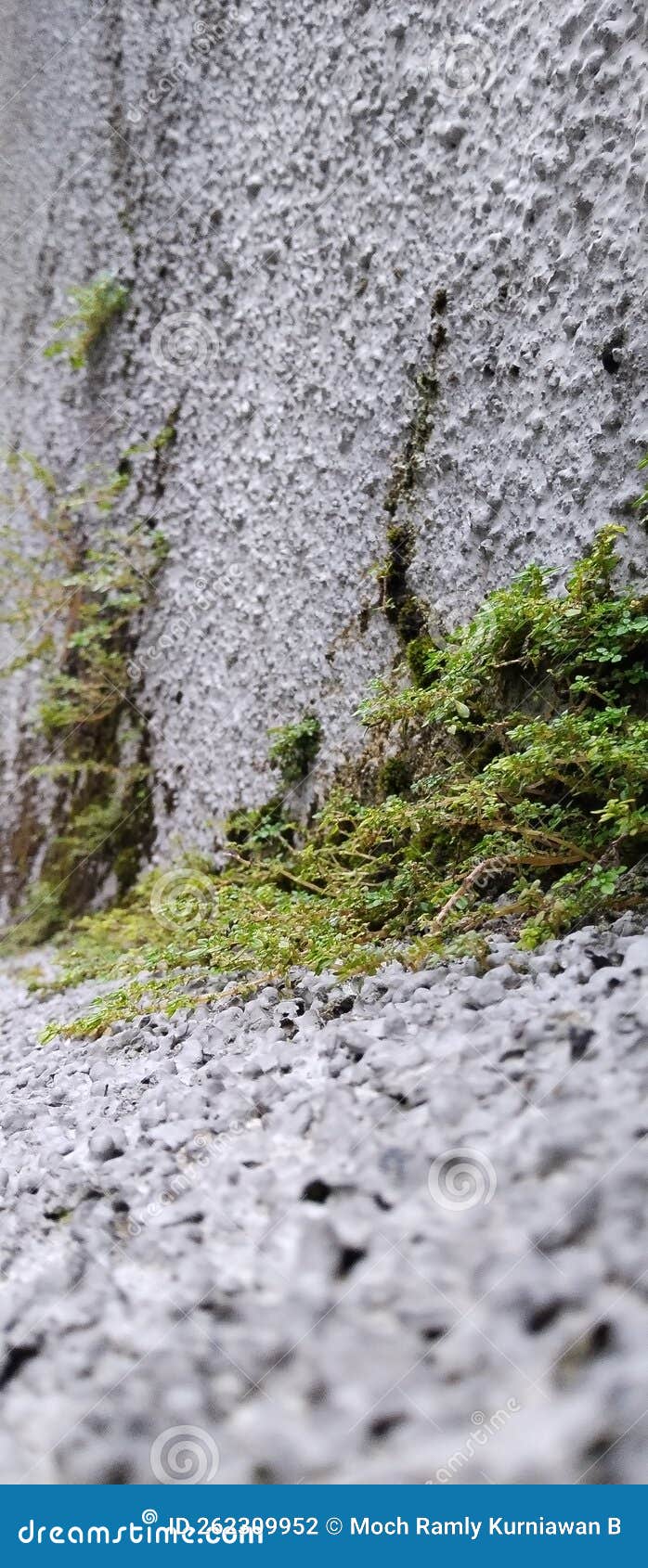 Wild Plants Creeping on the Wall, Like a Forest. Stock Photo - Image of ...