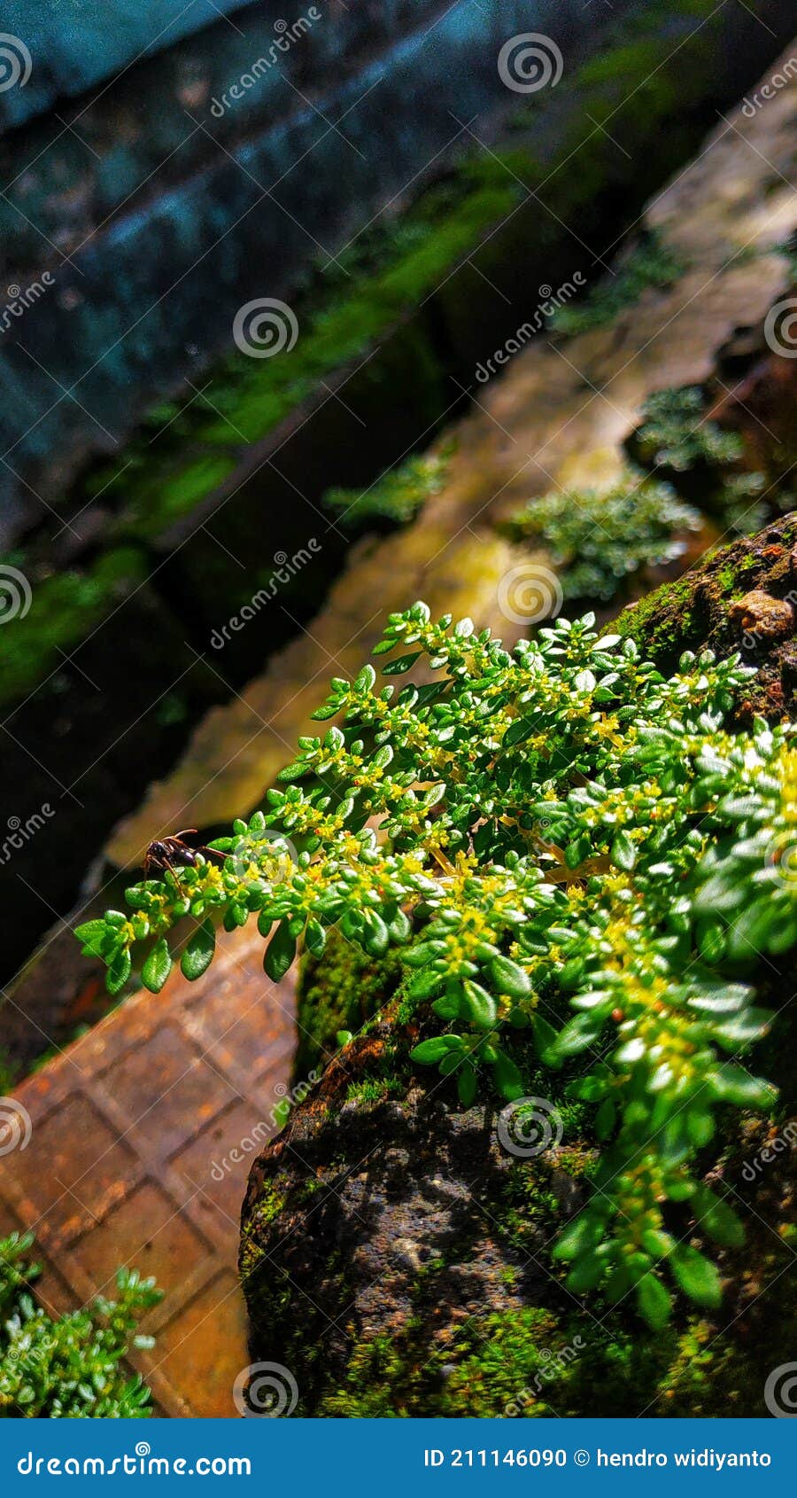 Wild plants, drainage moss stock photo. Image of drainage - 211146090