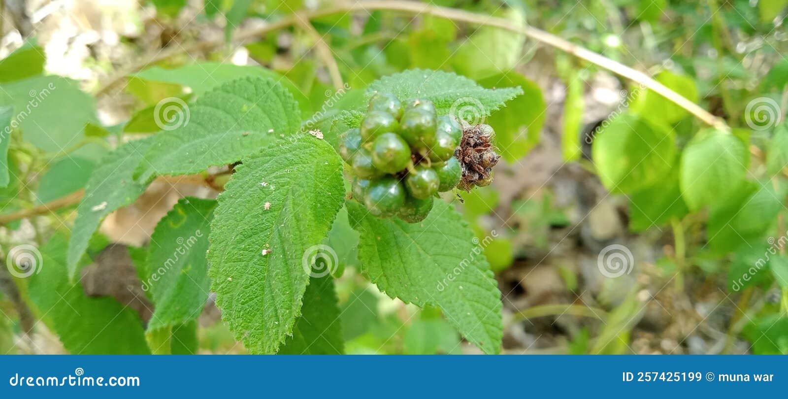 Wild Plants with Edible Fruit while we are in the Forest Stock Image ...