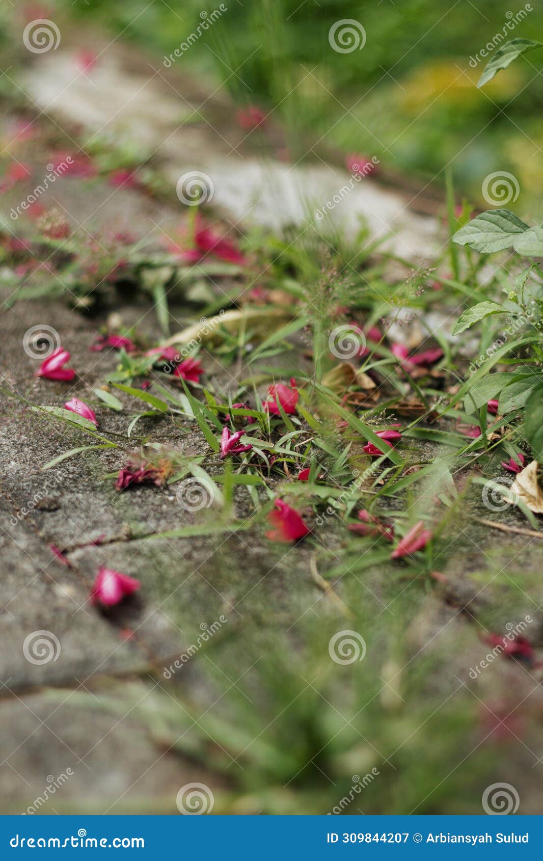Wild Plants and Falling Flowers on the Ground Stock Image - Image of ...