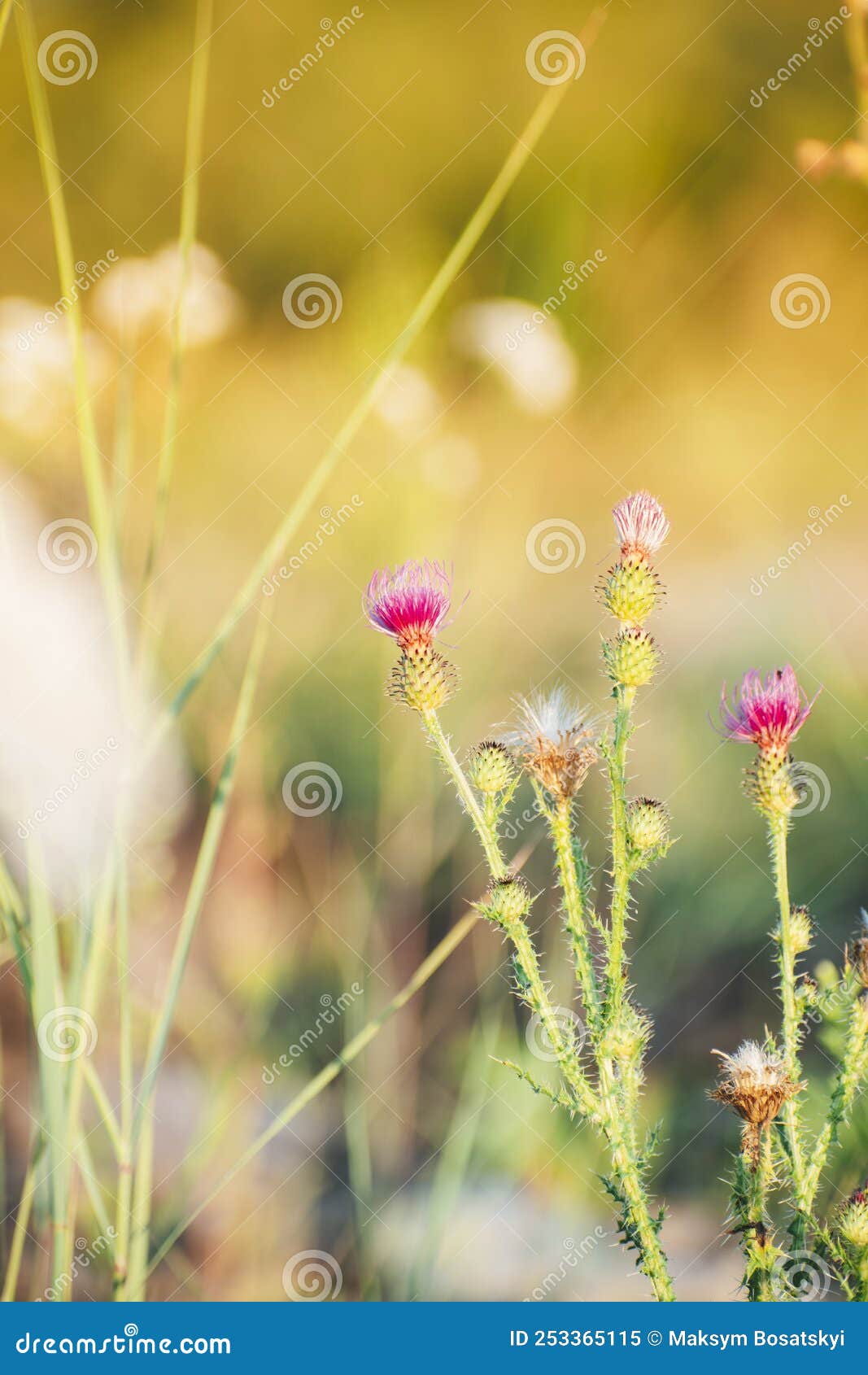 Wild plants in the field stock image. Image of stem - 253365115