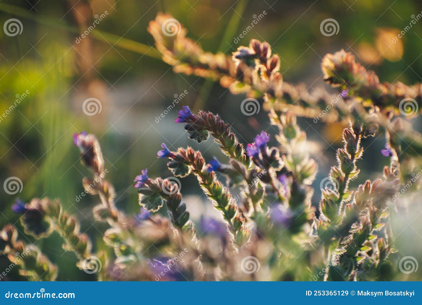 Wild plants in the field stock image. Image of plain - 253365129