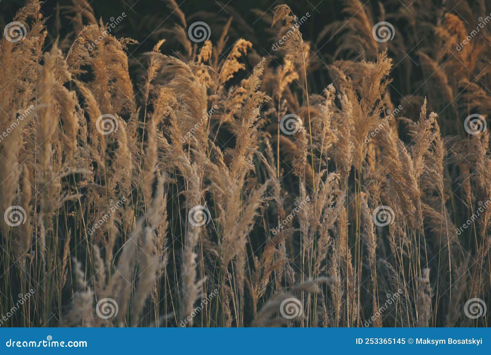 Wild plants in the field stock image. Image of lawn - 253365145