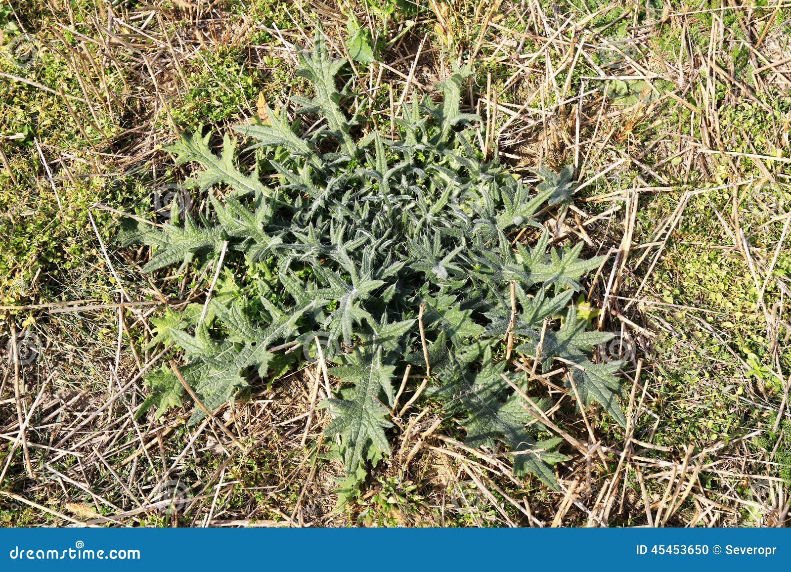Wild plants in the field stock photo. Image of fall, field - 45453650