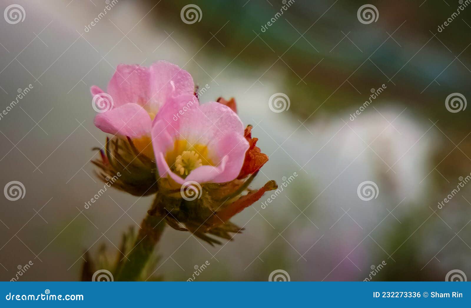 Wild Plants Flower in Spring Stock Photo - Image of produce, flower ...