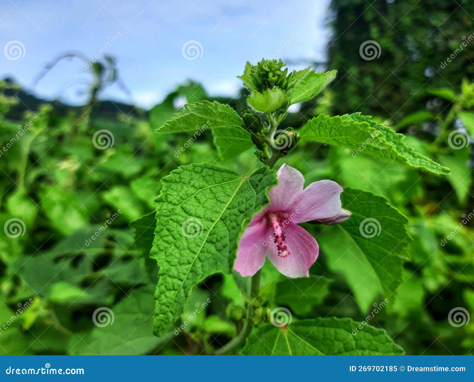 Wild Plants in the Forests of Sulawesi, Indonesia? Stock Image - Image ...