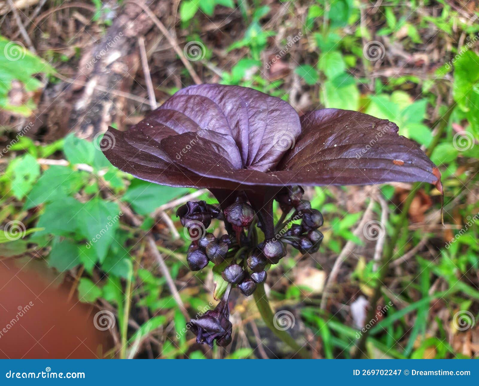 Wild Plants in the Forests of Sulawesi, Indonesia? Stock Image - Image ...