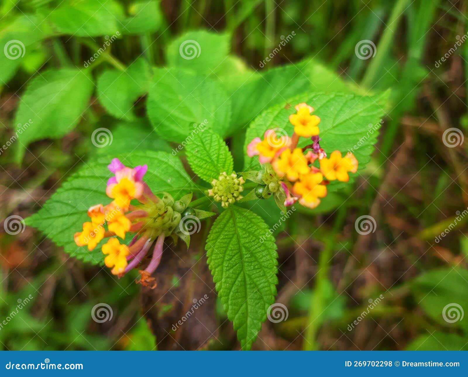 Wild Plants in the Forests of Sulawesi, Indonesia? Stock Photo - Image ...
