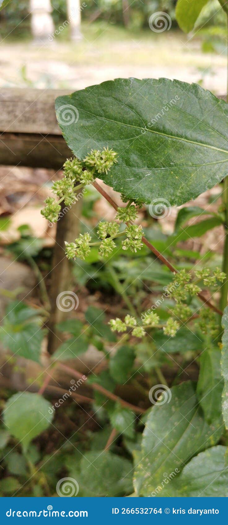 Wild Plants Front of the House Stock Photo - Image of wild, nature ...