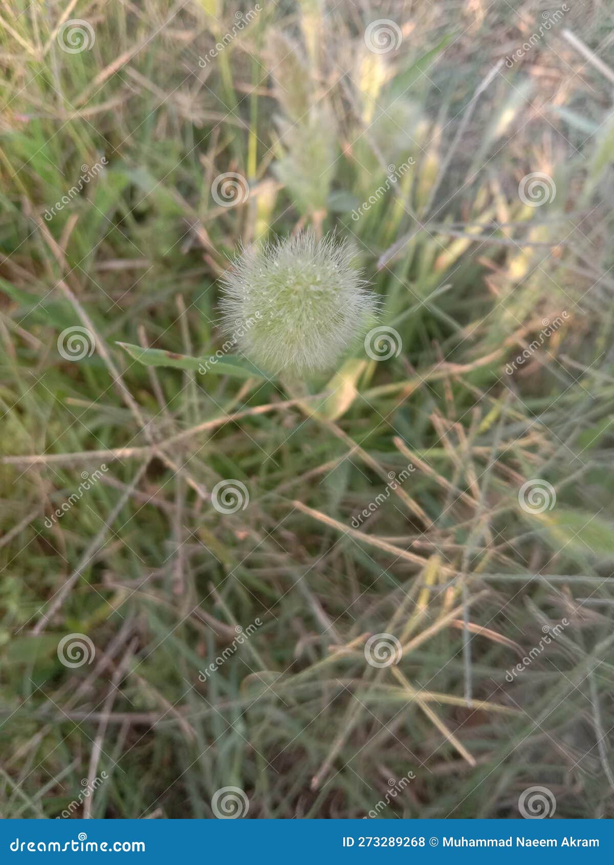 Wild Plants / Grasses / Lagurus Ovatus Stock Photo - Image of ovatus ...