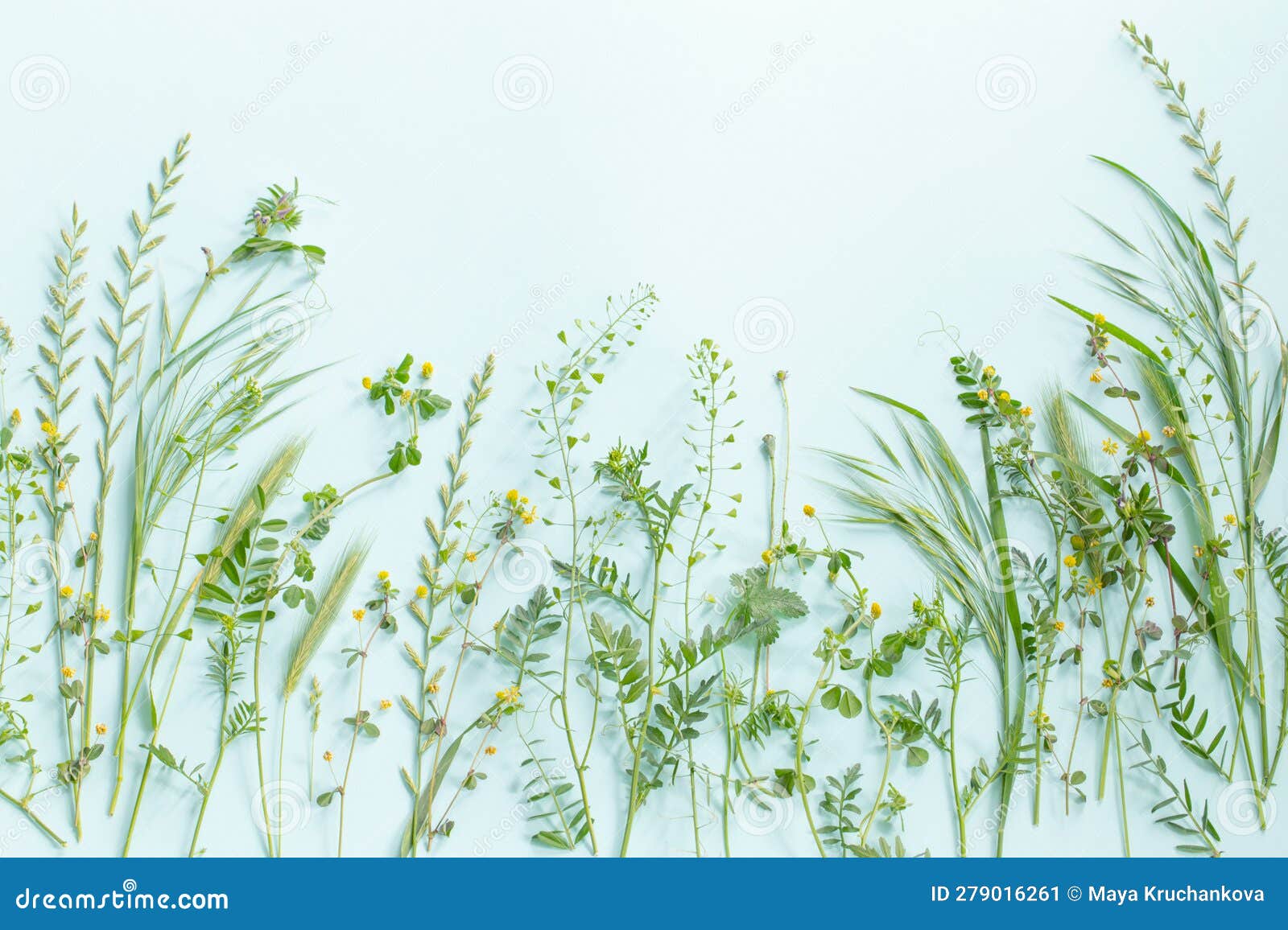 Wild Plants on Green Paper Background Stock Image - Image of flower ...