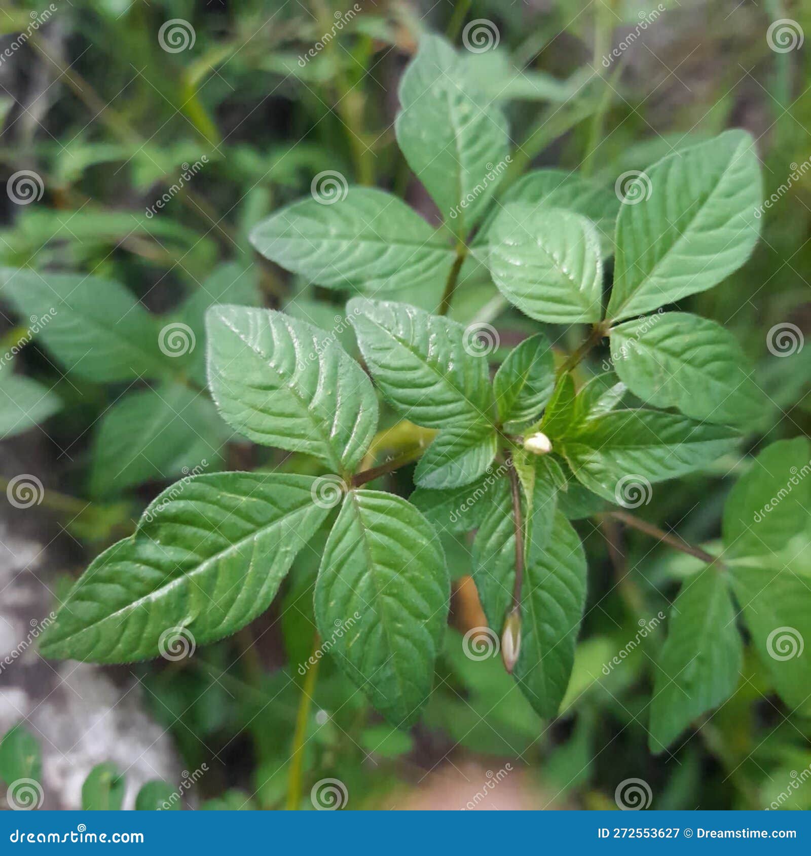 Wild Plants that Grow Around the River Stock Image - Image of garden ...