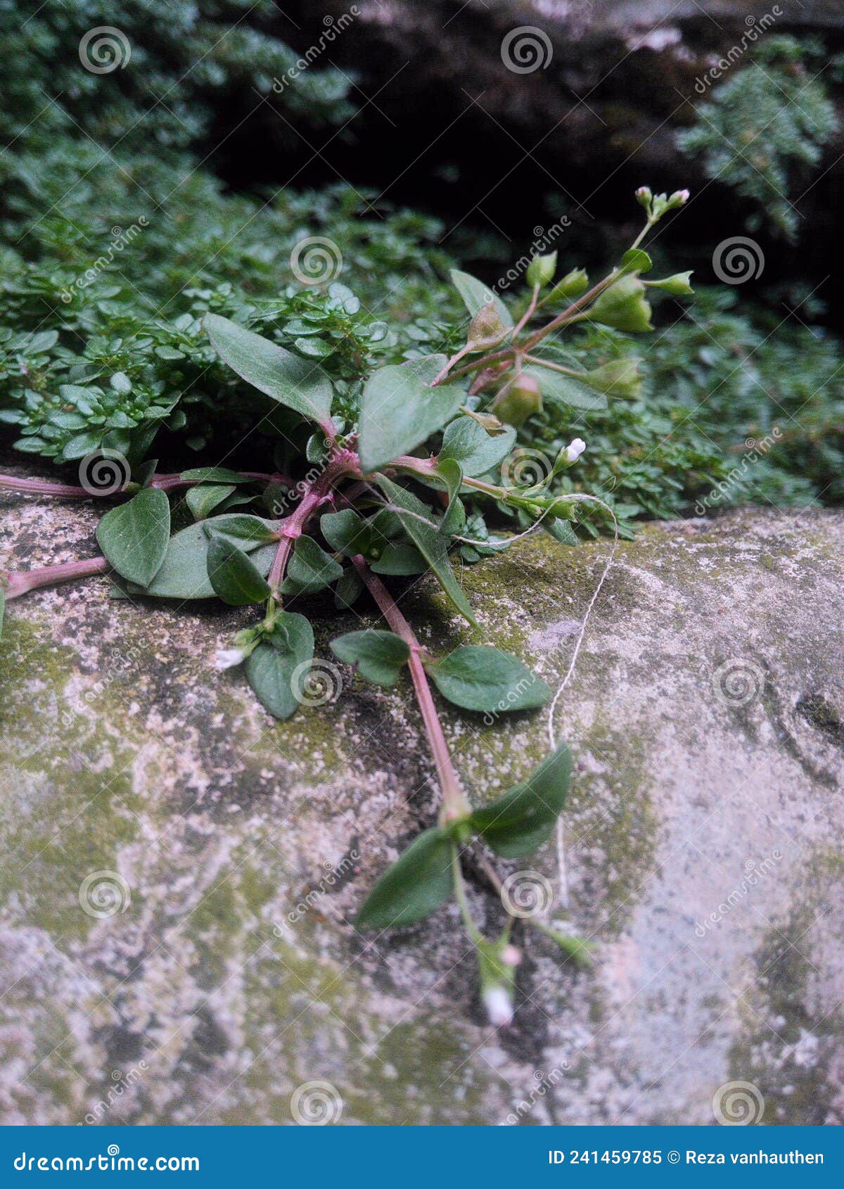 Wild Plants that Grow Creeping Stock Image - Image of green, background ...