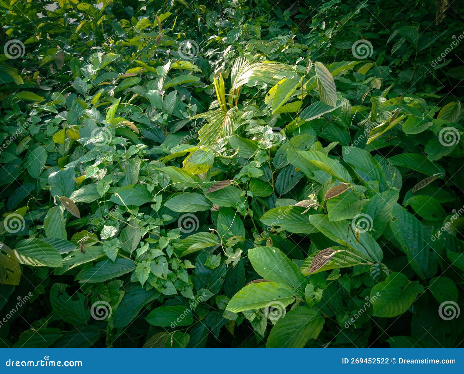 Wild Plants that Grow on the Edge of the Borneo Forest Stock Photo ...