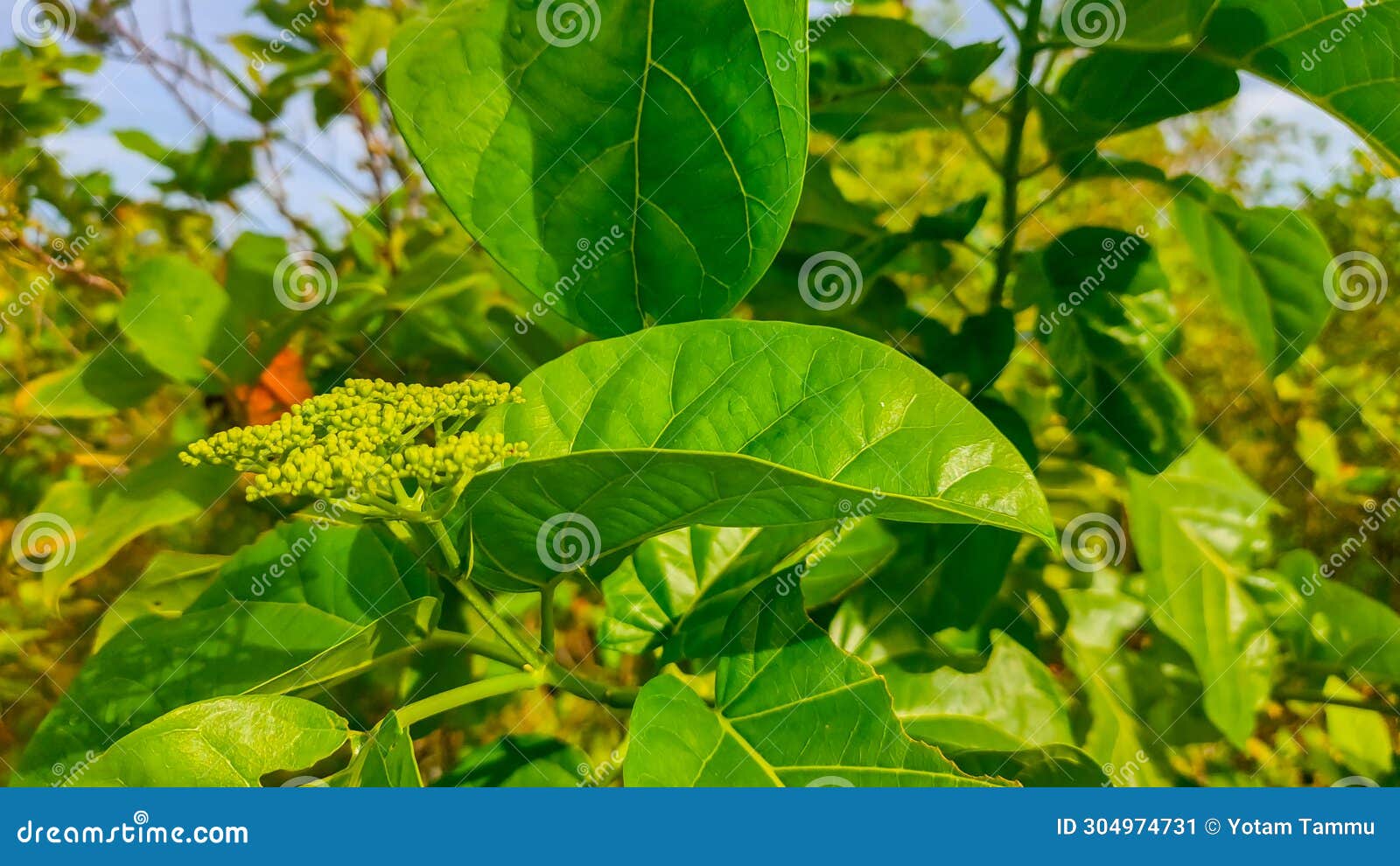 Wild Plants that Grow in Many Tropical Areas Stock Image - Image of ...