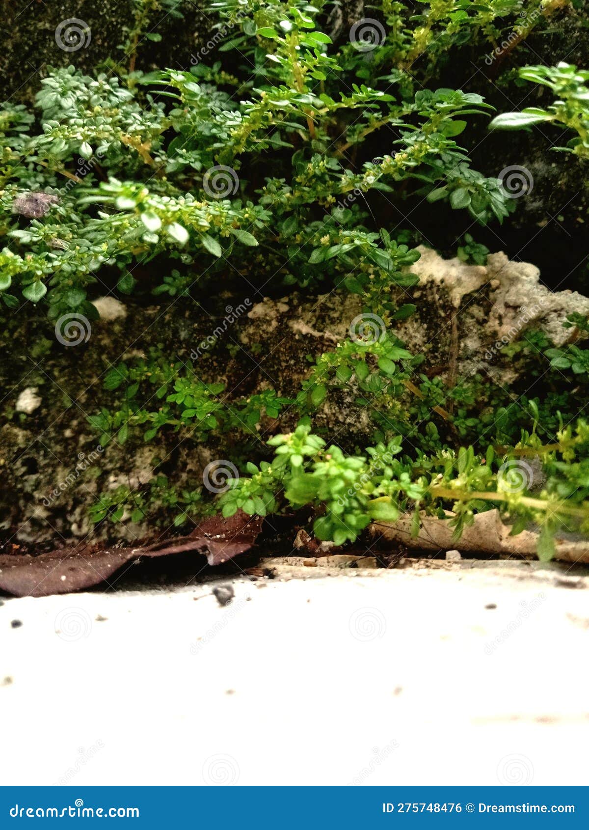 Wild Plants Grow on the Rock Stock Photo - Image of flower, shrub ...