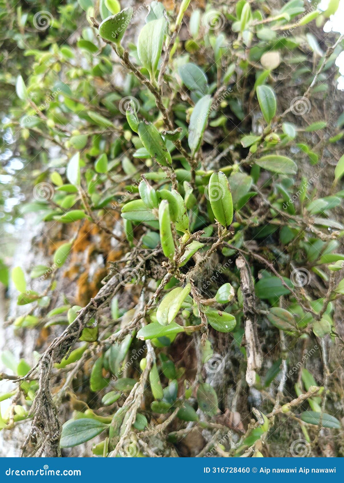 Wild Plants that Grow on Tree Trunks Stock Photo - Image of plants ...