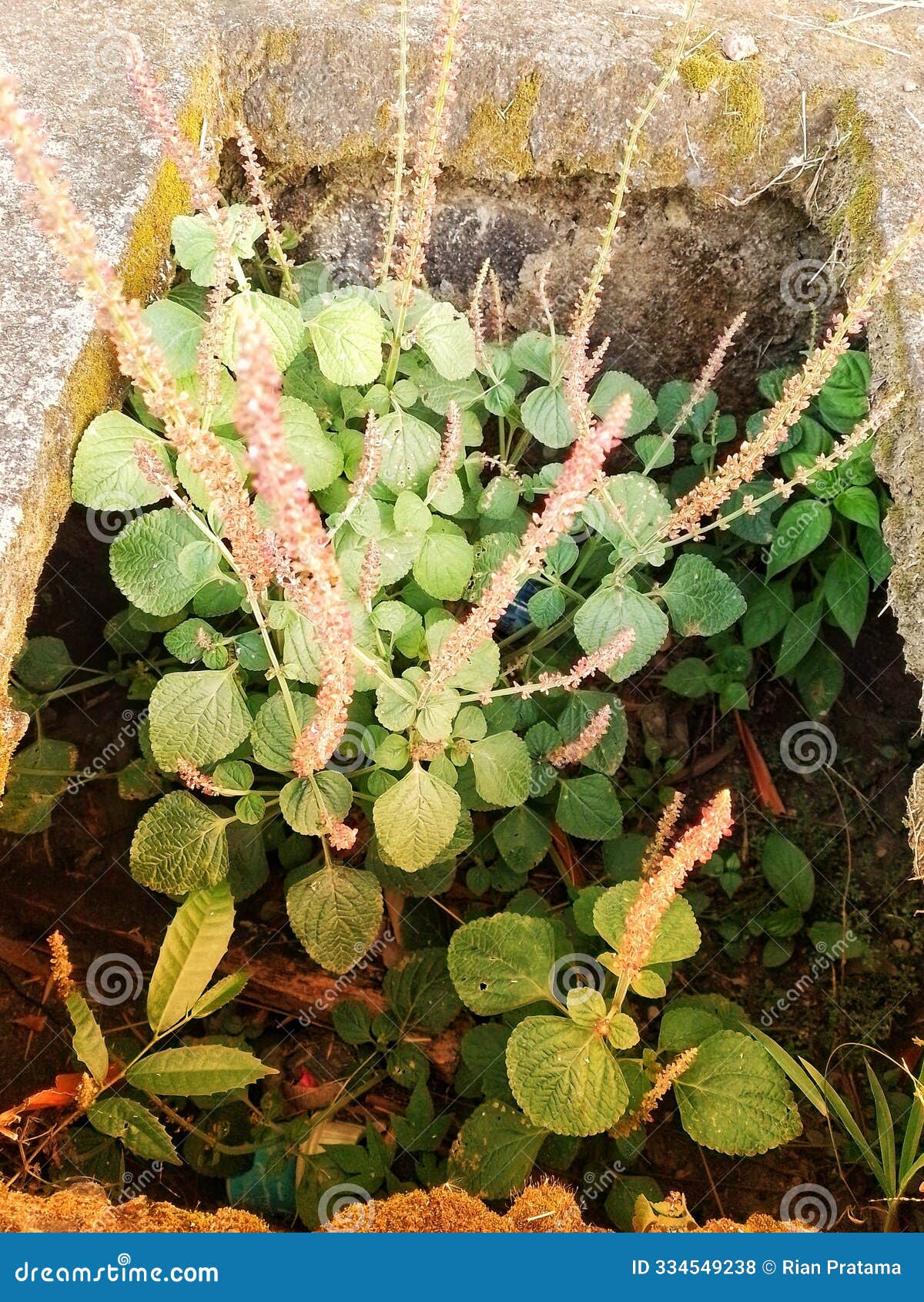 Drainage Channels In The Park, Which Flows Through The Grass Royalty ...