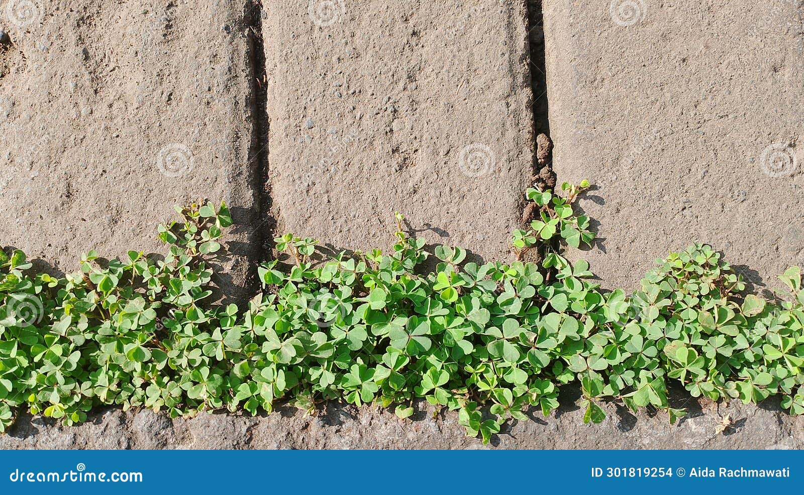 Wild Plants Growing between the Paving Blocks Stock Photo - Image of ...