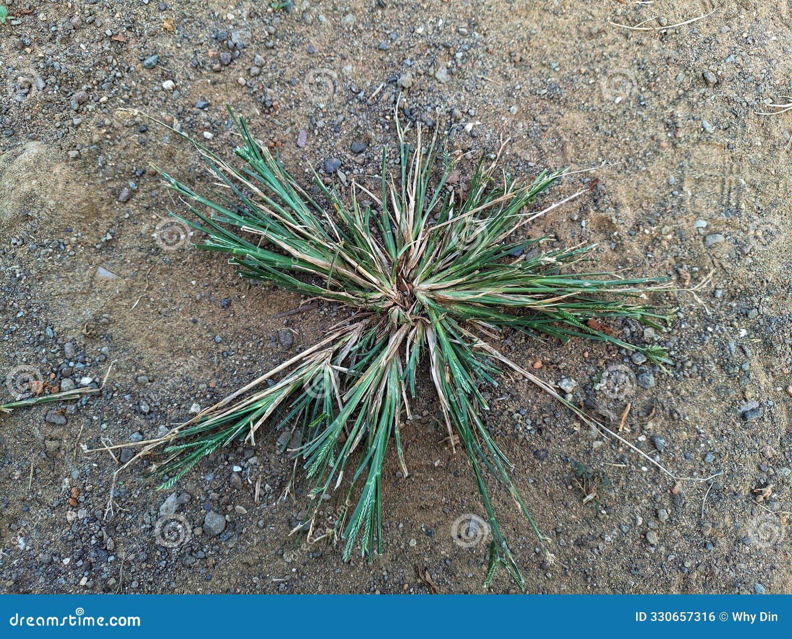Wild Plants Growing in Sandy Soil. Stock Photo - Image of habitat ...