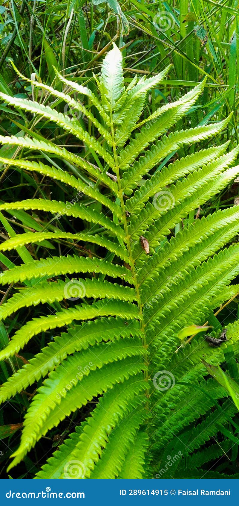 Wild Plants that Have the Name Polypodiophyta Stock Image - Image of ...