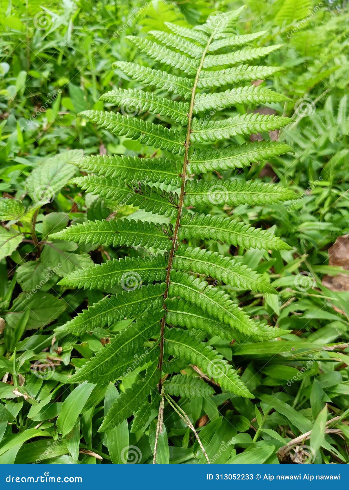 Wild Plants that Have Unique Leaf Shapes Stock Image - Image of plants ...