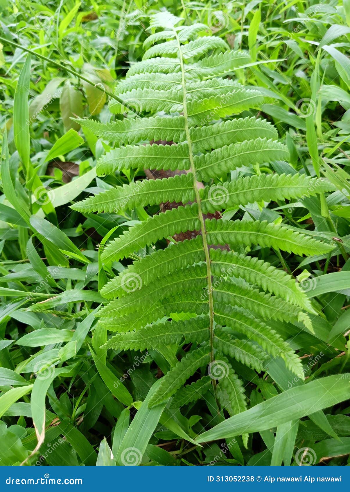 Wild Plants that Have Unique Leaf Shapes Stock Photo - Image of unique ...
