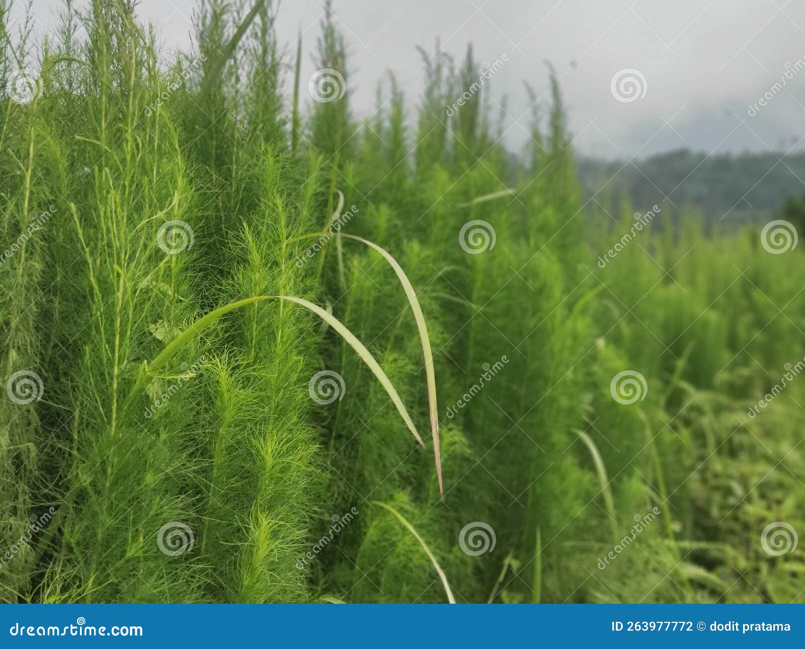 Wild Plants in the Highlands Stock Photo - Image of grass, wild: 263977772