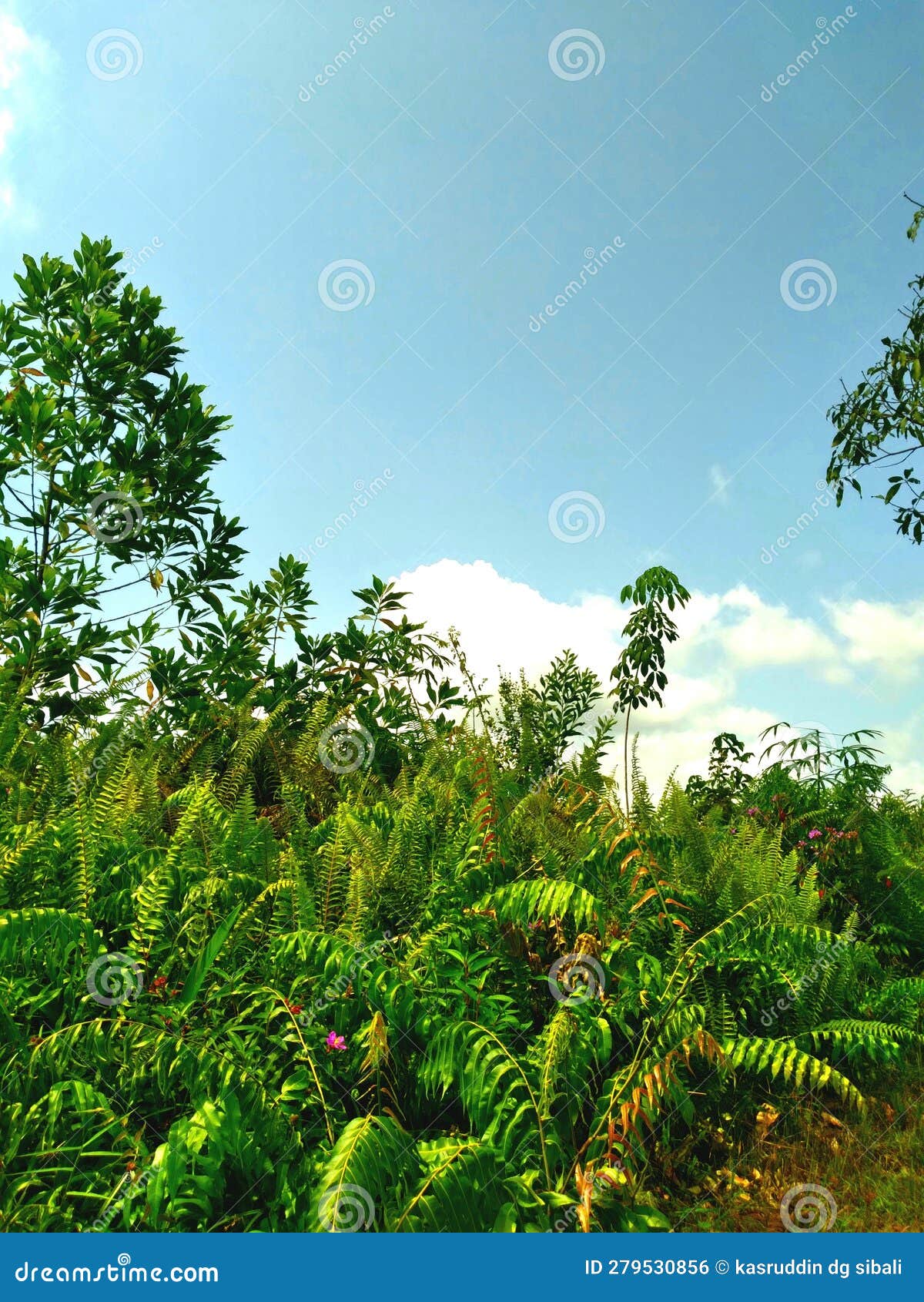 Wild plants in Indonesia stock photo. Image of sunlight - 279530856