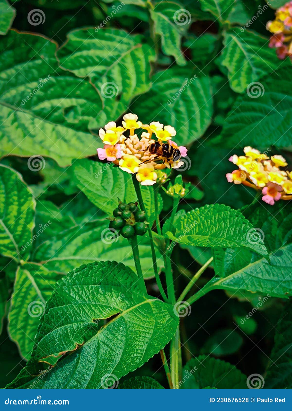 Wild plants with insects stock photo. Image of nature - 230676528