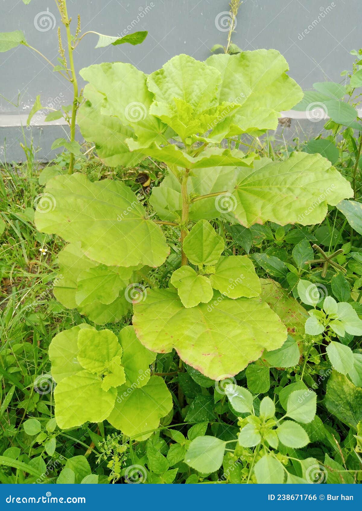 Wild Plants with Interesting Leaf Textures Stock Photo - Image of plant ...