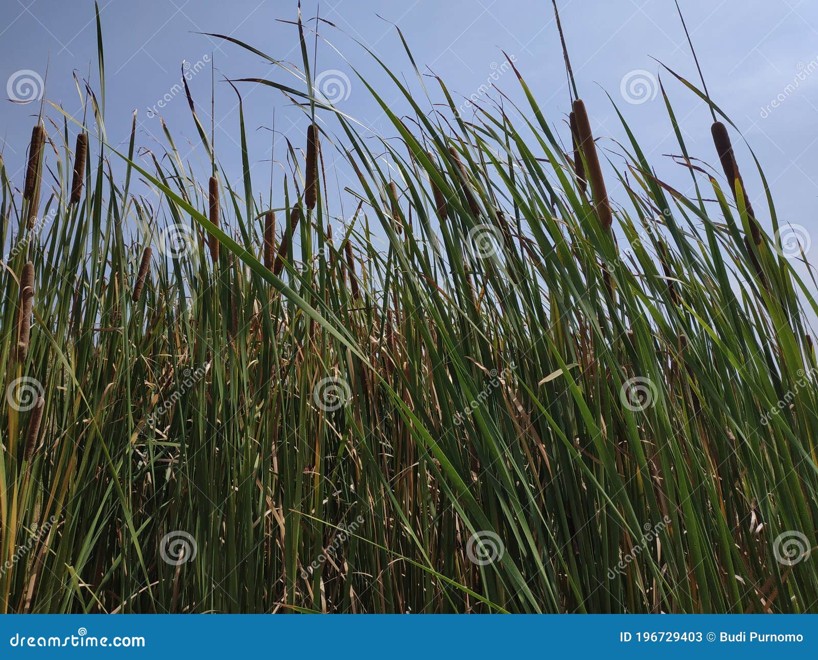 Wild Plants in Java, Indonesia Stock Image - Image of indonesia, plants ...