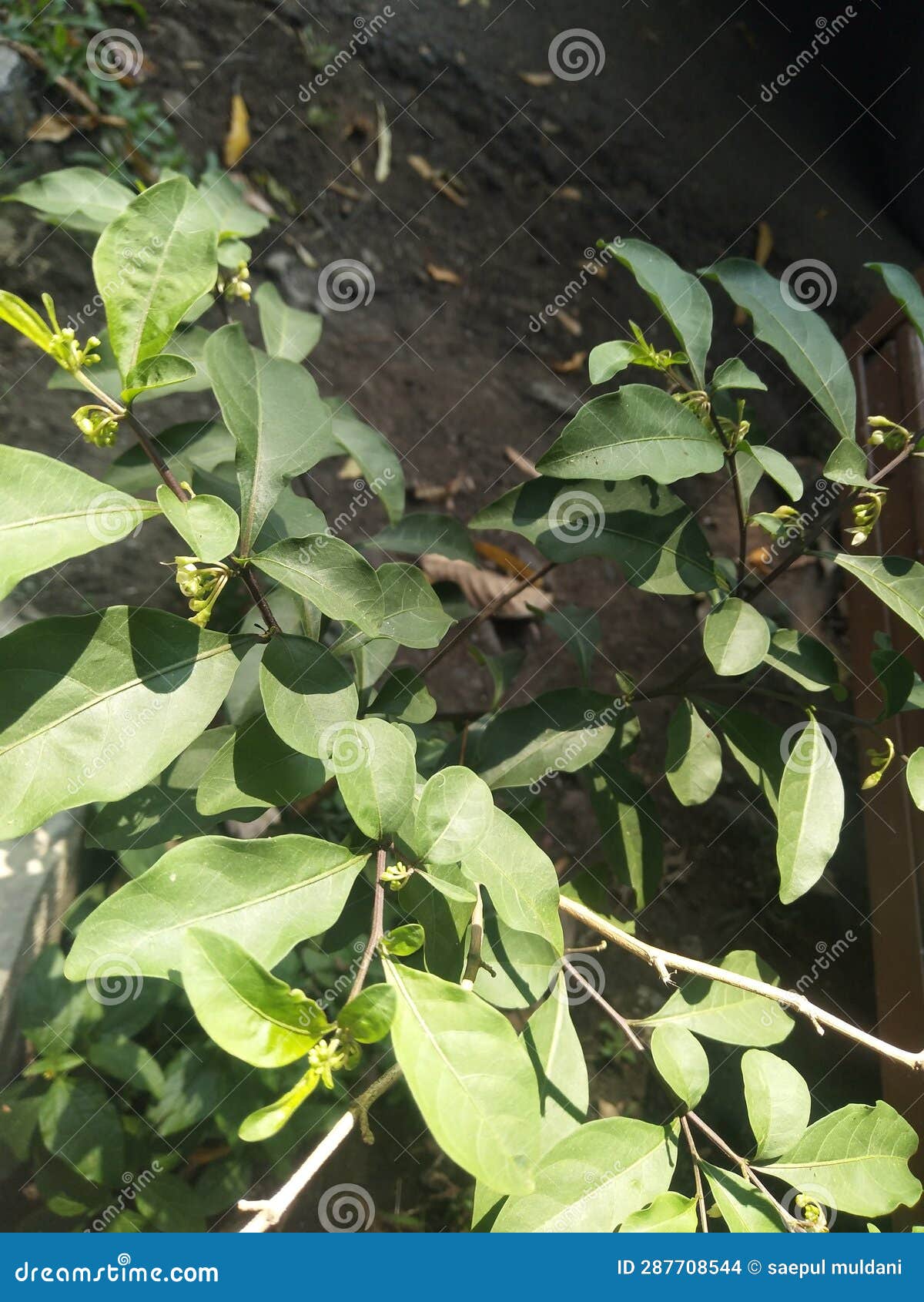 Wild Plants that Live Naturally on the Outer Walls of the House Stock ...