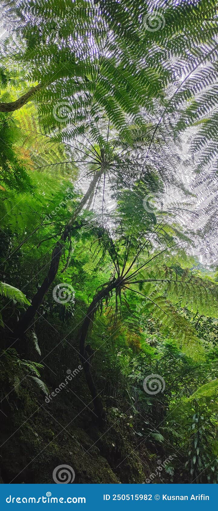 Wild Plants in the Natural Highlands Stock Photo - Image of flower ...