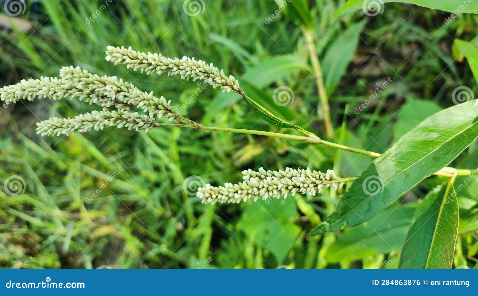 Wild Plants on the Outskirts of Lake Poso Stock Photo - Image of poso ...